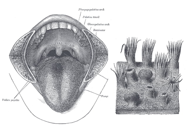 Taste and Smell2.ppt