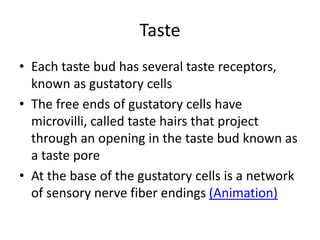 Taste and Smell2.ppt