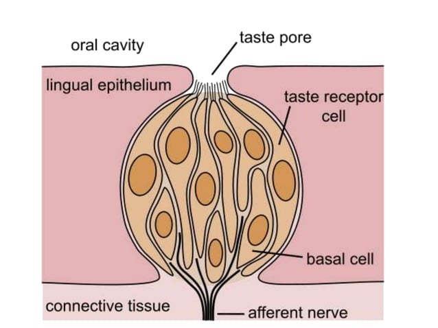 Taste and Smell2.ppt