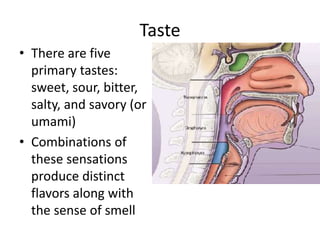 Taste and Smell2.ppt