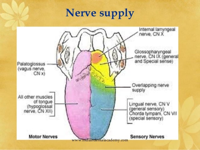 Taste bud/certified fixed orthodontic courses by Indian dental academy