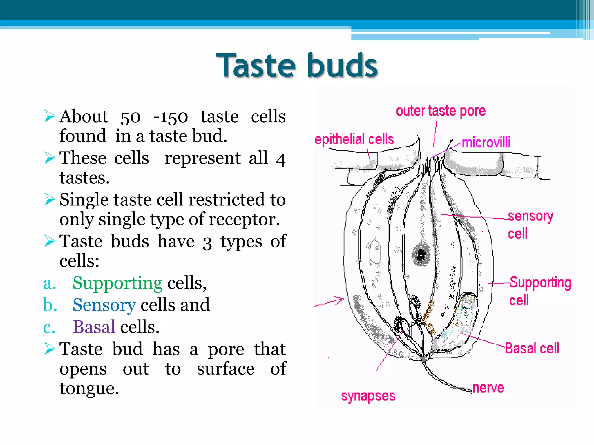 Taste buds | PPTX