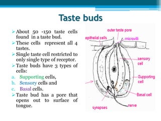 Taste buds | PPTX