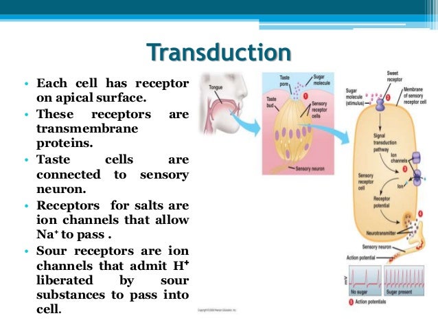 Taste Sensory Cell
