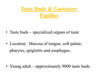 Taste | PPTX