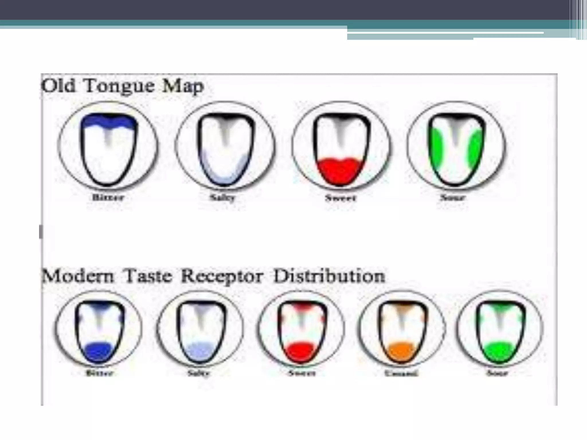 Taste pathway | PPTX