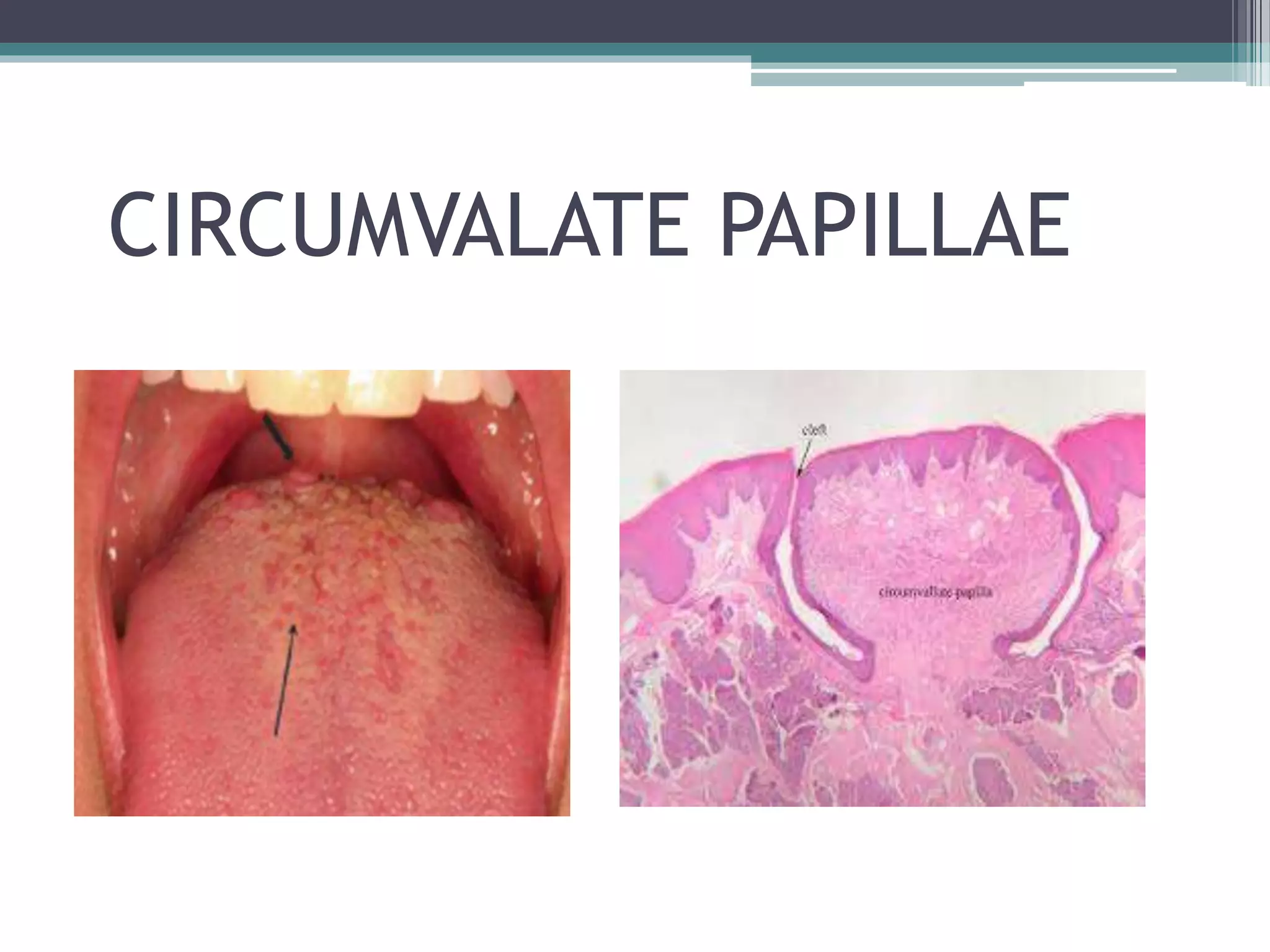 Taste pathway | PPTX