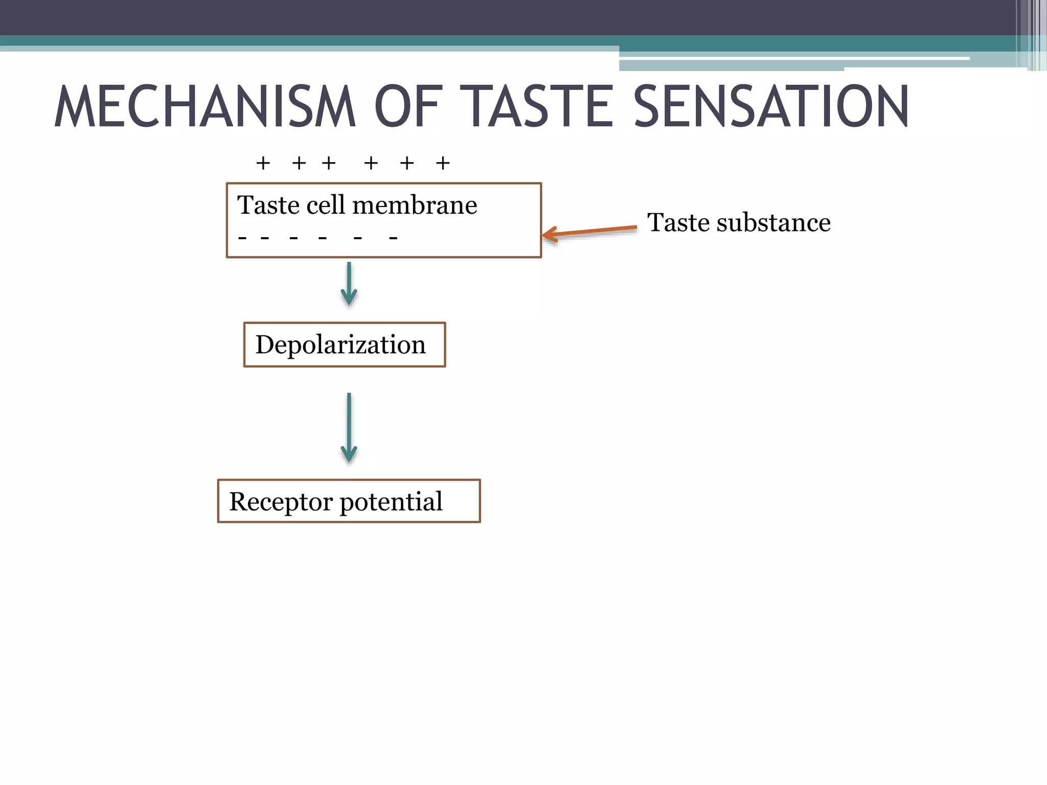 Taste pathway | PPTX