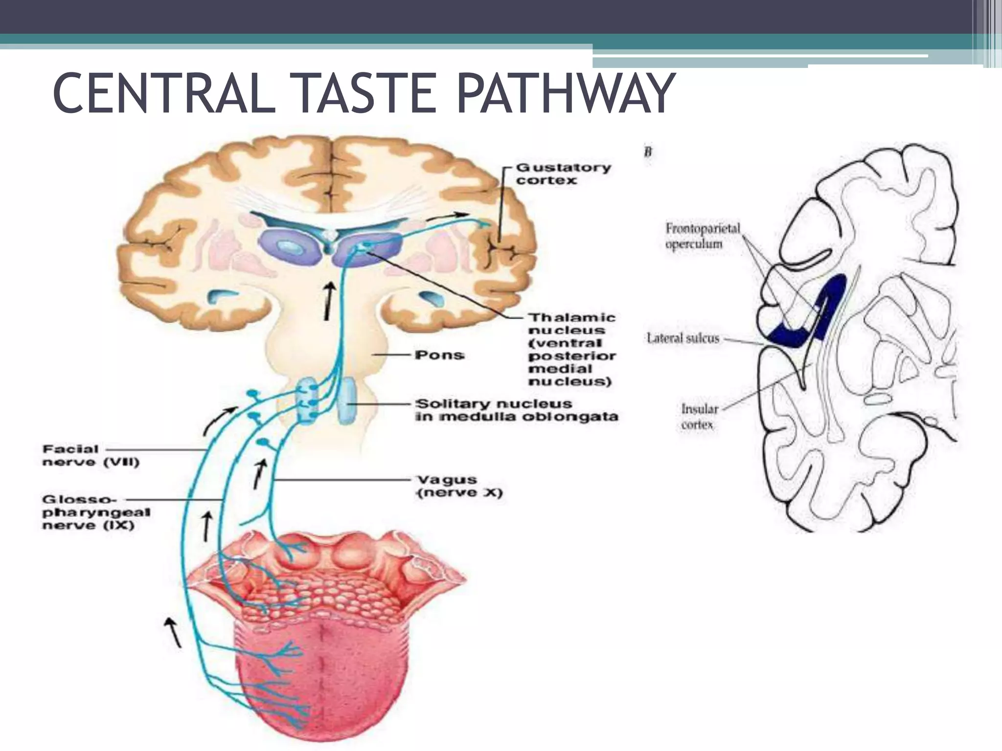 Taste pathway | PPTX