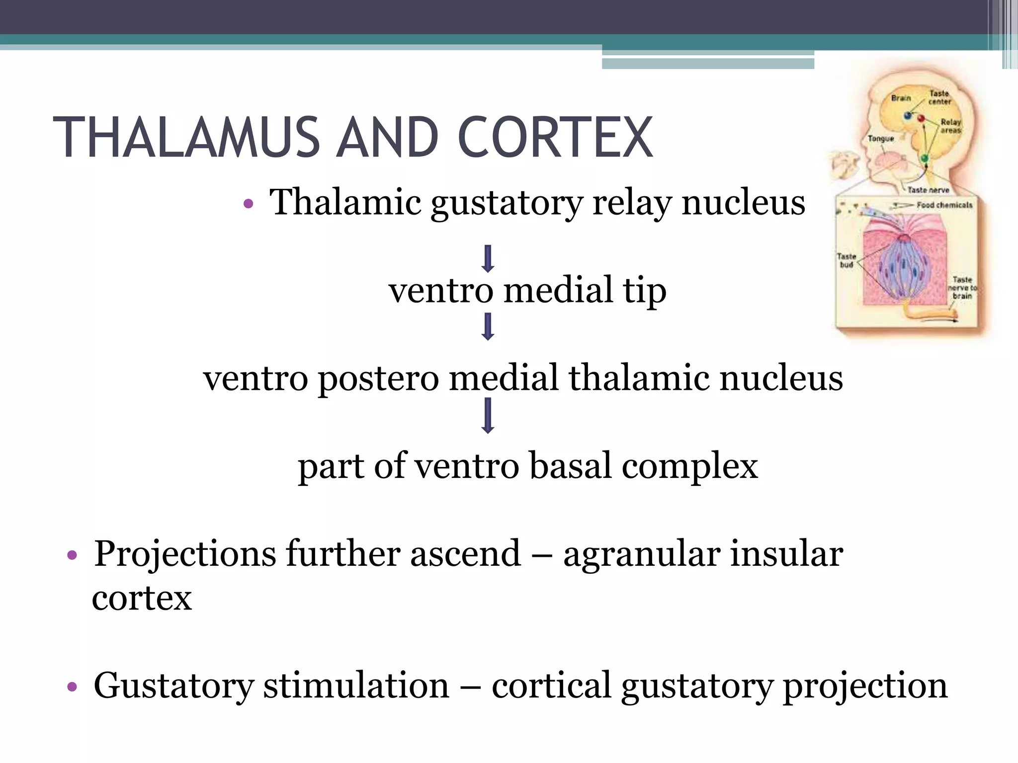 Taste pathway | PPTX