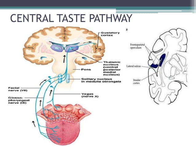 Taste pathway | PPT