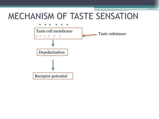 Gustatory Pathway