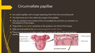 Taste physiology beba | PPTX