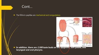 Taste physiology beba | PPTX