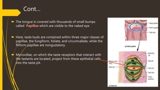 Taste physiology beba | PPT