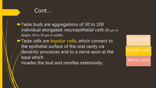 Taste physiology beba | PPT