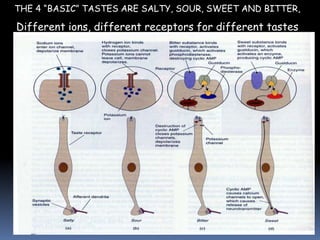 Taste ppt | PPTX