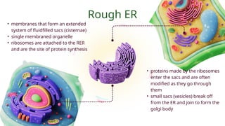 Taster Class of AS Level Biology [Cambridge] | PPTX