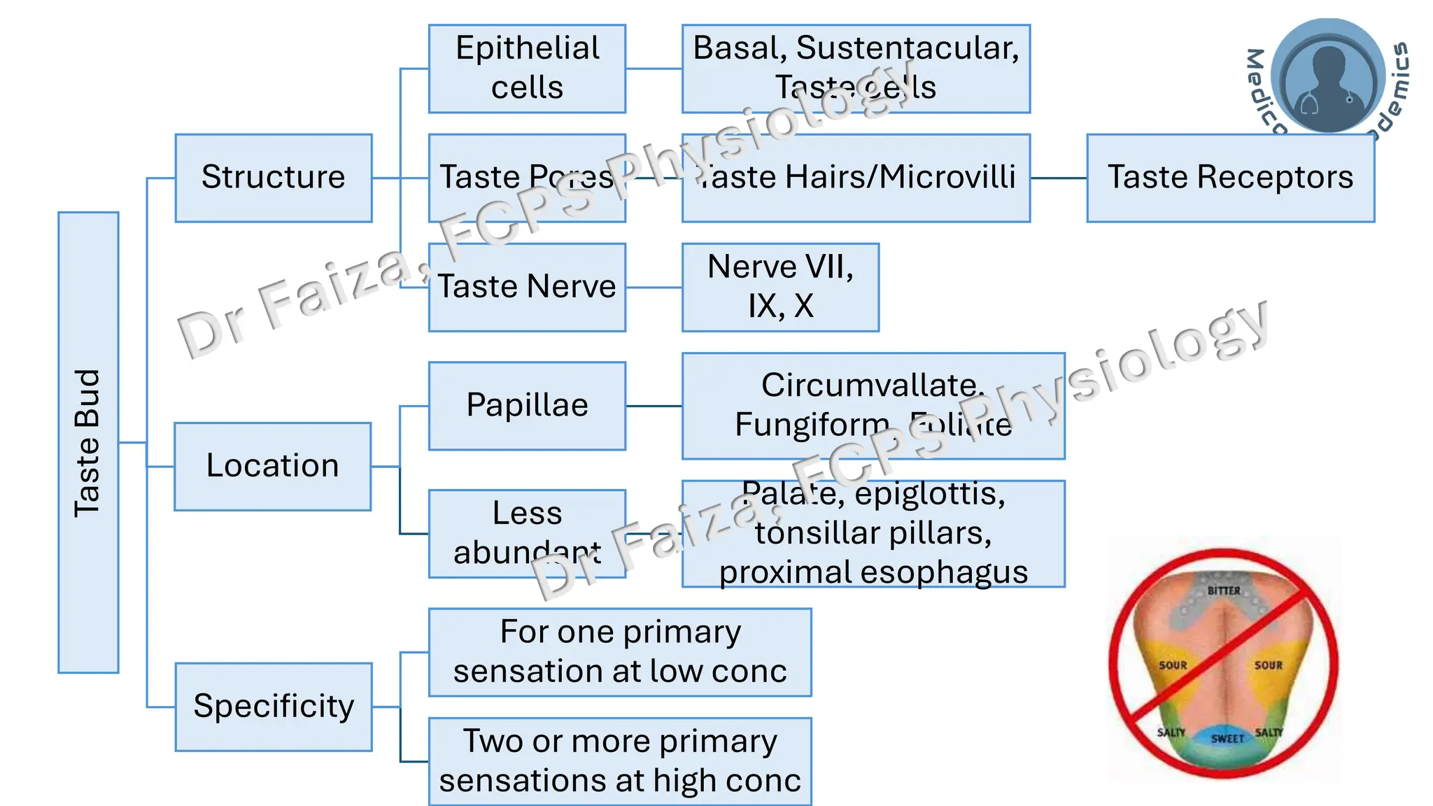 Physiology of Special Chemical Sensation of Taste | PDF