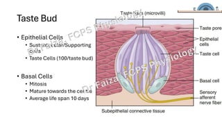 Physiology of Special Chemical Sensation of Taste | PDF