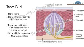 Physiology of Special Chemical Sensation of Taste | PDF
