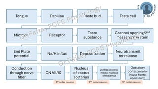 Physiology of Special Chemical Sensation of Taste | PDF