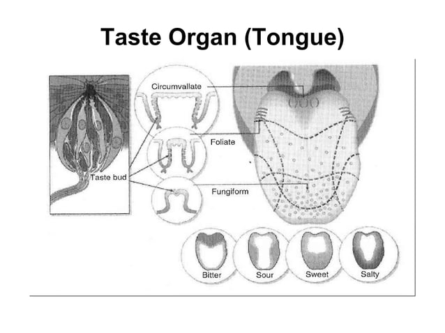 Taste & Smell: The Chemical Senses, meetforeal | PPT