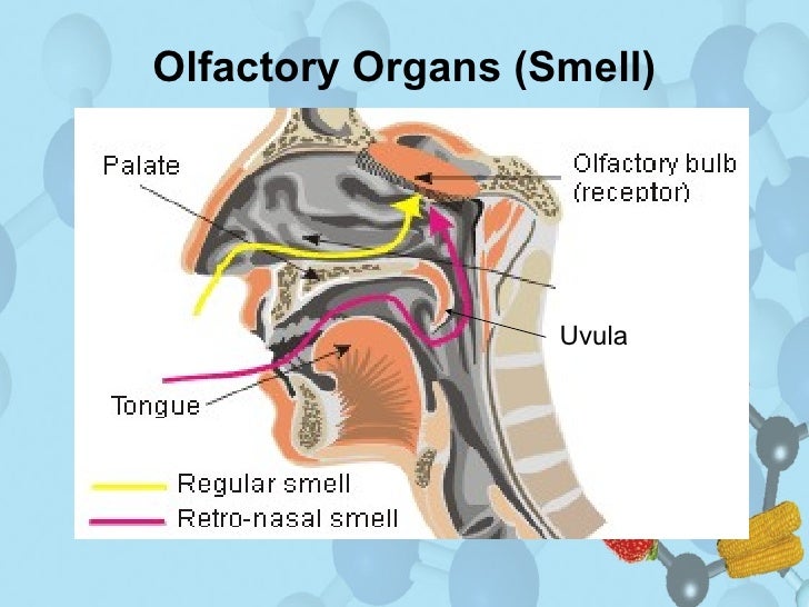 Taste & Smell: The Chemical Senses, meetforeal
