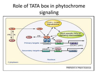 Role of Tata box in signal transduction | PPTX