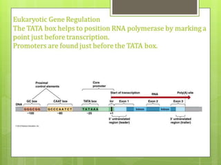 Role of Tata box in signal transduction | PPTX