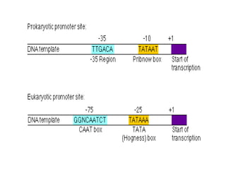 Role of Tata box in signal transduction | PPTX