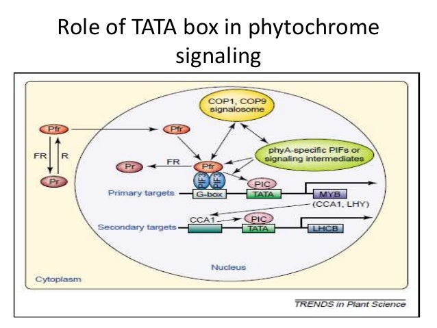 Role of Tata box in signal transduction