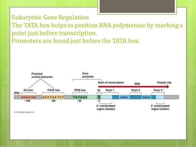 Role of Tata box in signal transduction
