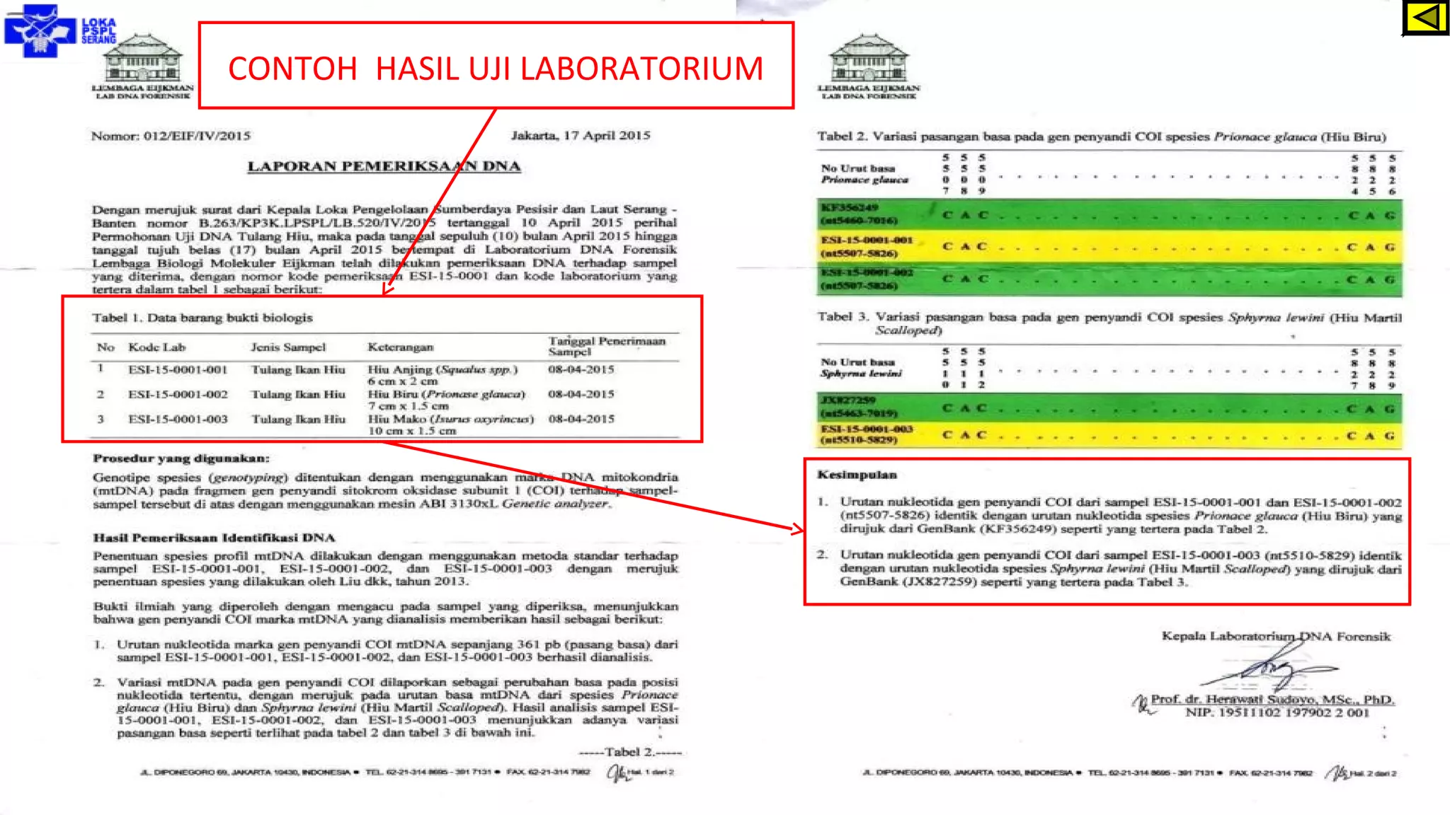 Mekanismr Identifikasi Jenis Hiu dan Pari untuk Perdagangan Ekspornya | PPT