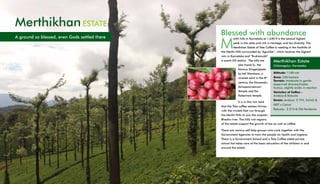 Tata coffee Estate Stories | PDF
