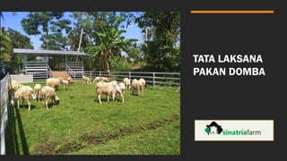 TATA LAKSANA PAKAN DOMBA.pdf