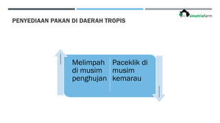TATA LAKSANA PAKAN DOMBA.pdf