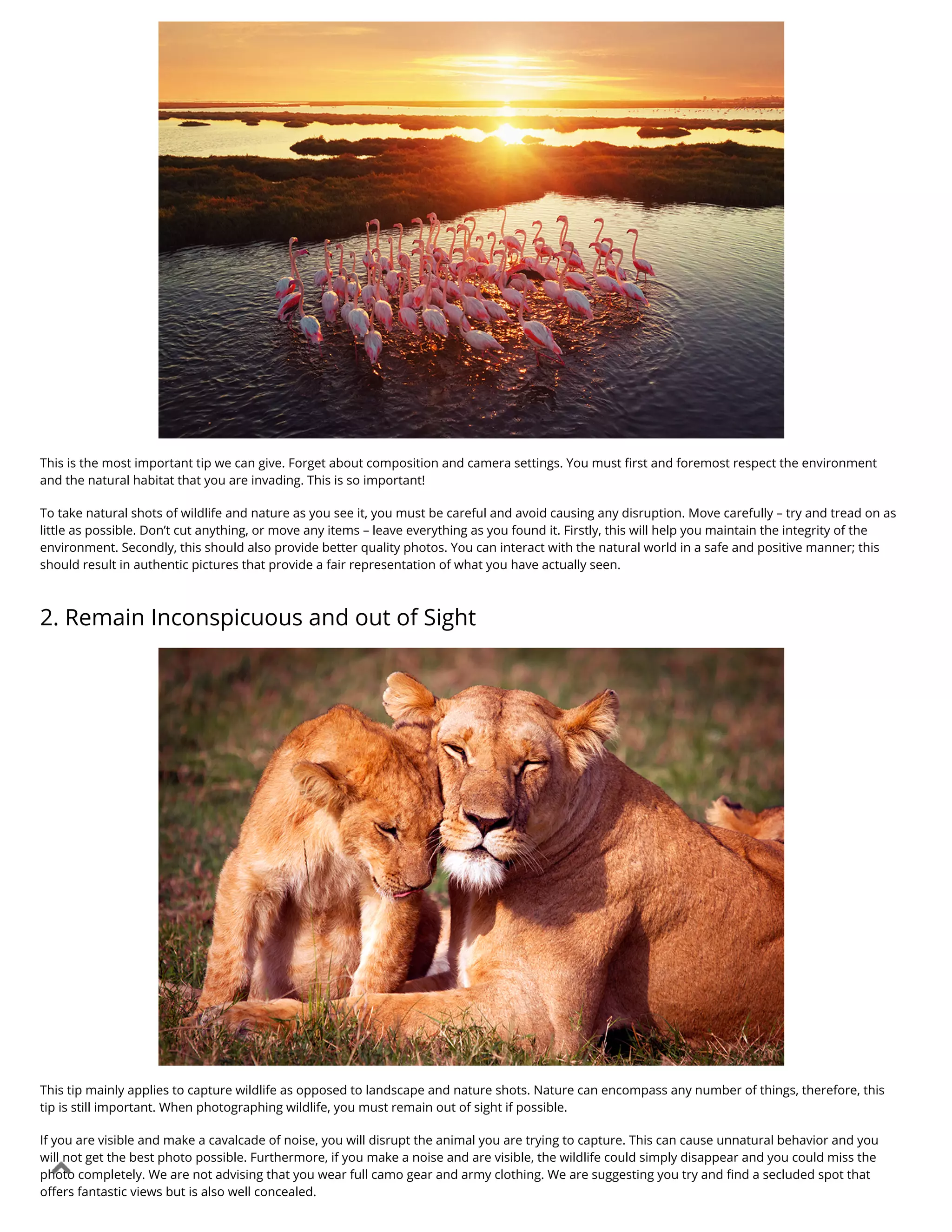 NATURE PHOTOGRAPHY TIPS | PDF