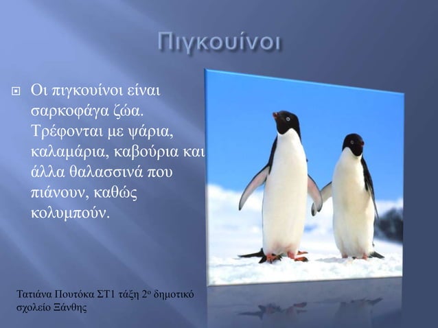ΠΙΓΚΟΥΙΝΟΙ | PPT