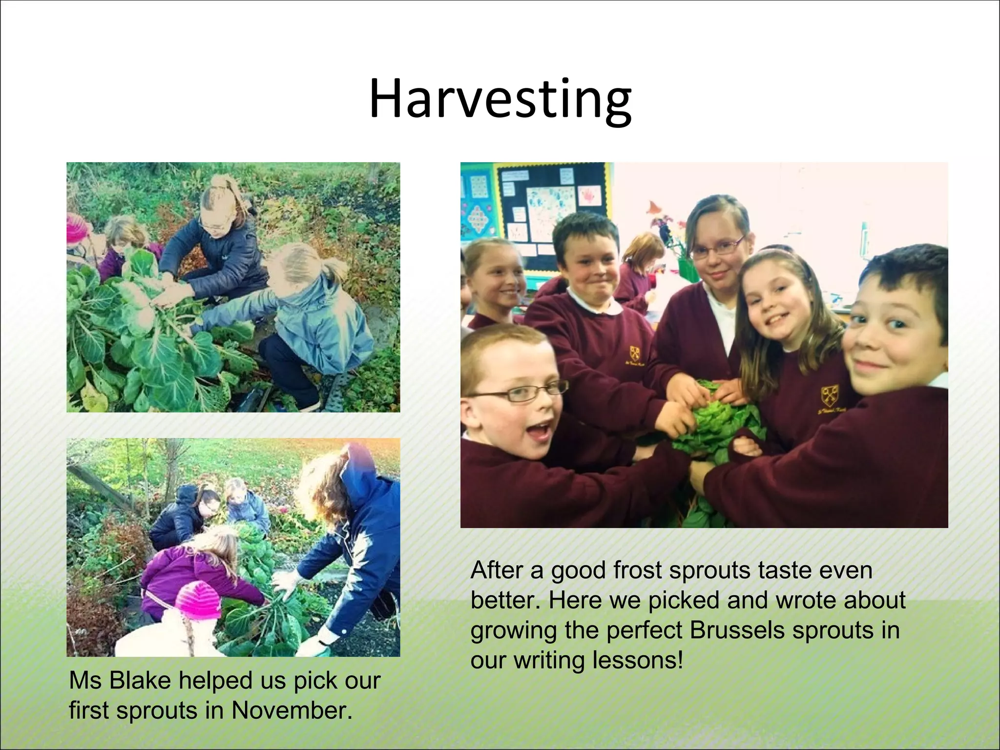 Sprout Story Jan 2011 | PPT | Gardening | Home & Garden