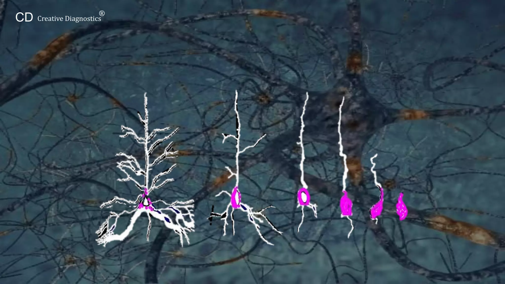 Tau phosphorylation - Creative Diagnostics | PPTX