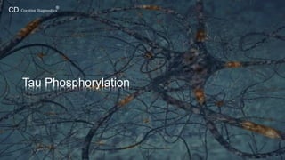 Tau phosphorylation - Creative Diagnostics | PPTX