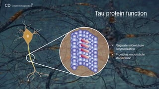 Tau phosphorylation - Creative Diagnostics | PPTX