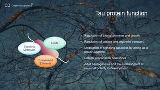 Tau phosphorylation - Creative Diagnostics | PPTX