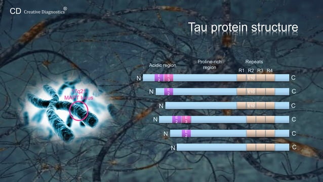 Tau phosphorylation - Creative Diagnostics | PPTX