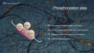 Tau phosphorylation - Creative Diagnostics | PPTX