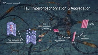 Tau phosphorylation - Creative Diagnostics | PPTX