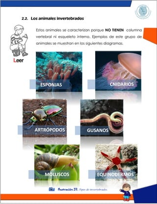 Animales Invertebrados Sin Columna Vertebral