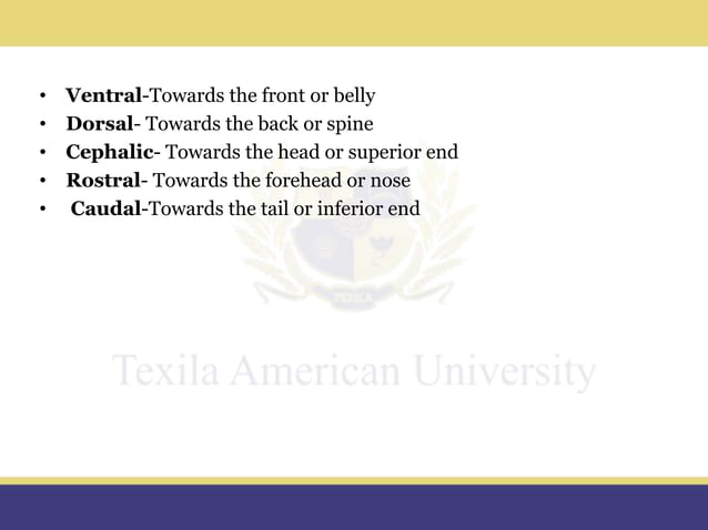 TAU Anatomical Terminologies [Autosaved]77.pptx