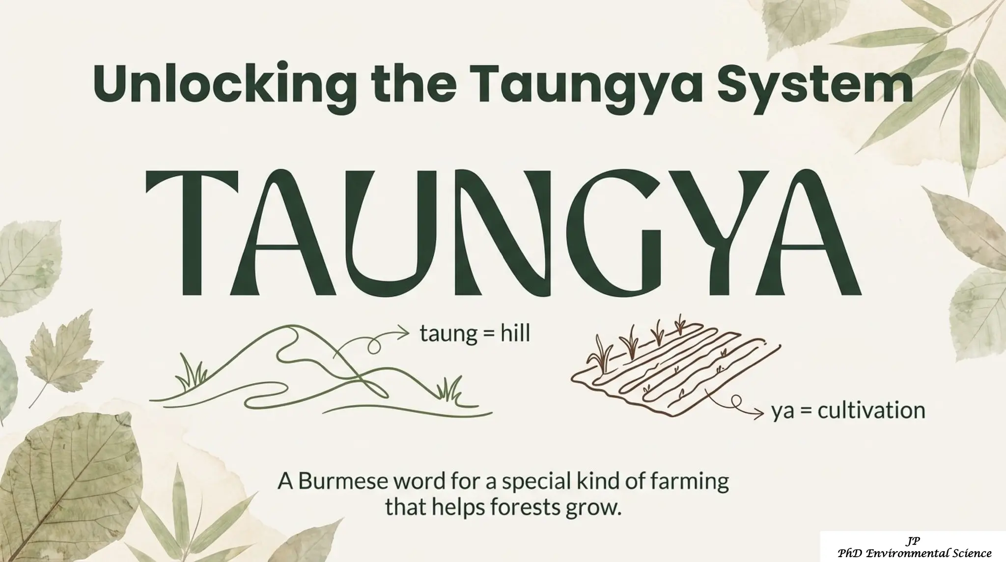 Taungya Farming and Forestry\ STEPS OF TAUNGYA CYCLE | PPTX